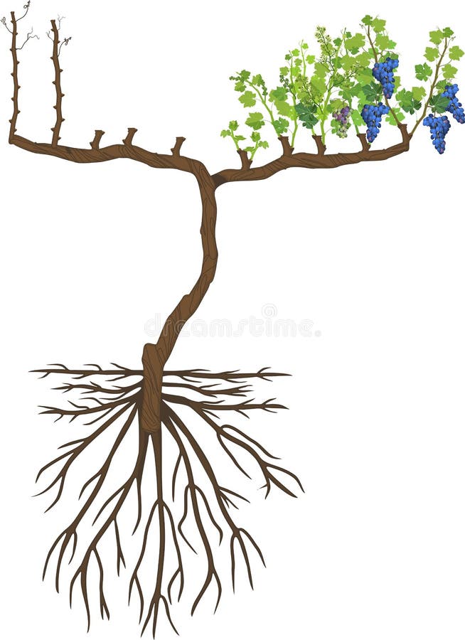 Parts of Plant. Morphology of Grape Vine Plant with Root System ...
