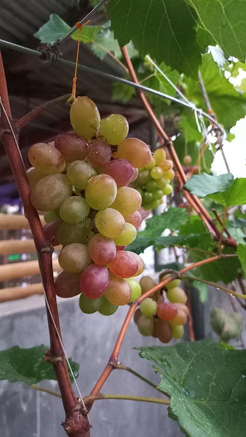 Grape in the rain stock photo. Image of fruit, rain - 262442996