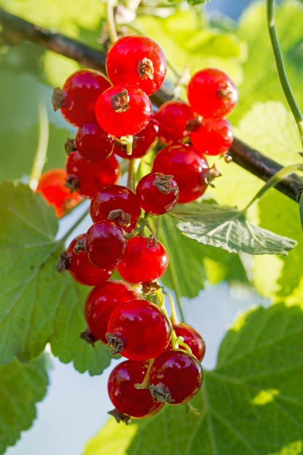 Grape Red Currants Bush Sunny Garden Stock Photos - Free & Royalty-Free ...