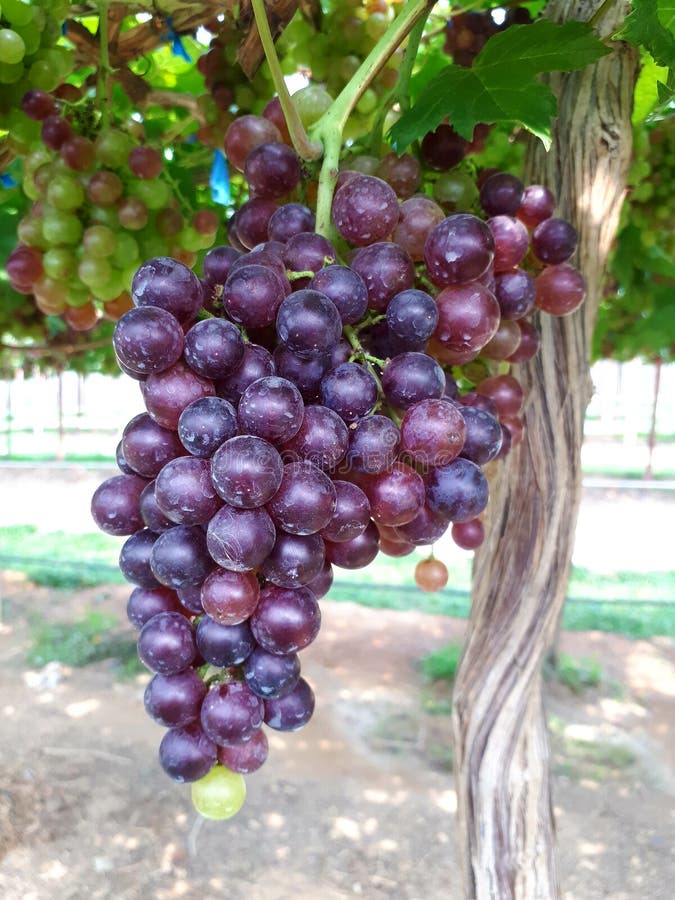 Grape stock photo. Image of grape, vineyard, bunch, grapes - 131293034