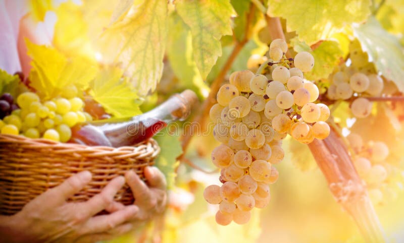 Grape Riesling Wine Grape on Grapevine in Vineyard Stock Image - Image ...