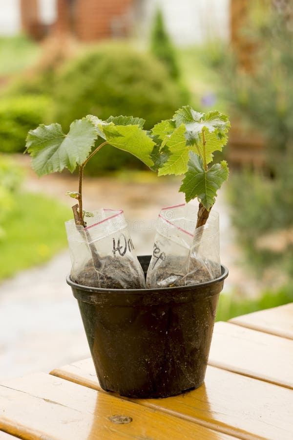 Grape Seedlings with Multiple Sheets Green Stock Photo - Image of ...