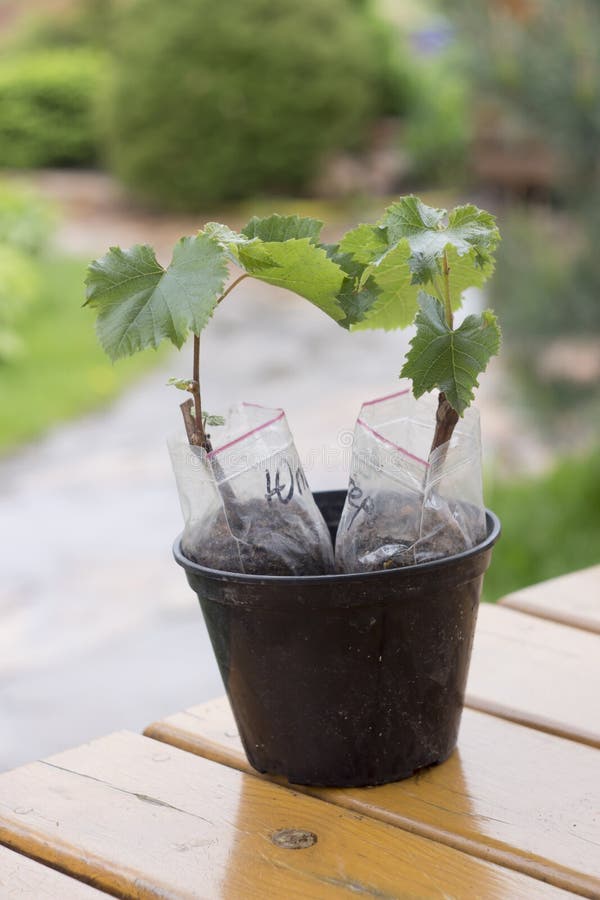 Grape Seedlings with Multiple Sheets Green Stock Photo - Image of ...