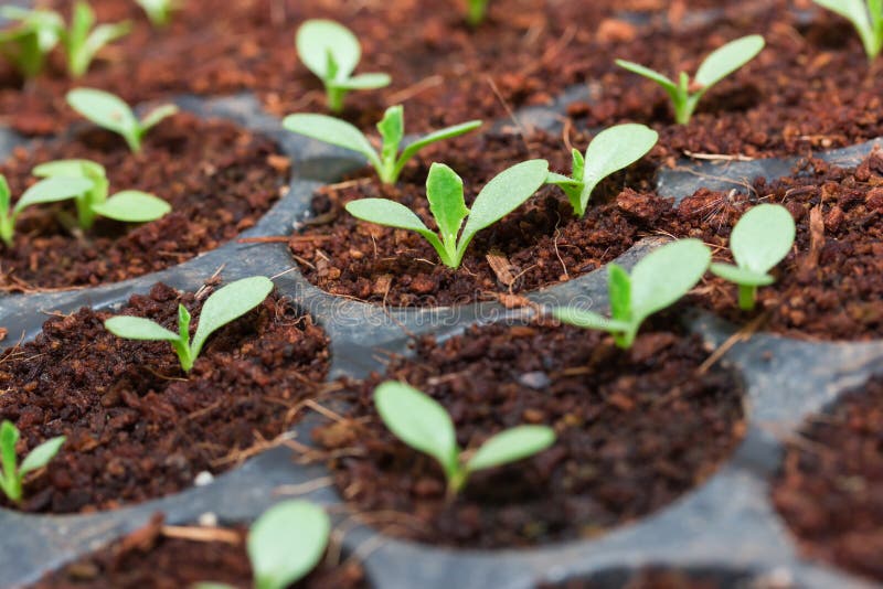 Grape Seedlings in Nursery Tray Stock Image - Image of fresh, hothouse ...