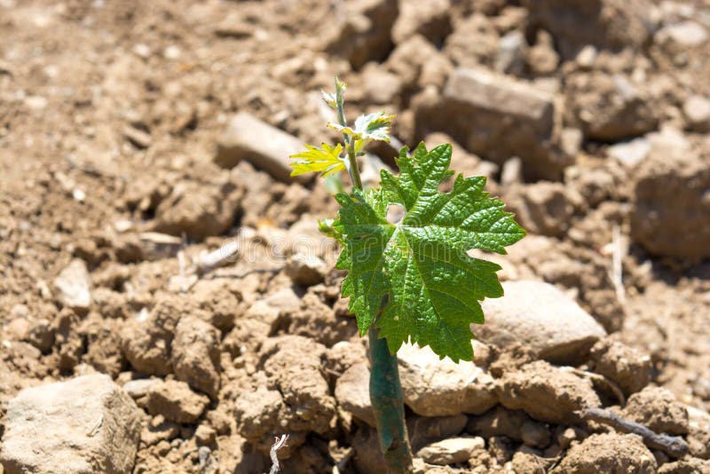 Grape seedlings stock photo. Image of vineyard, seedling - 188214142
