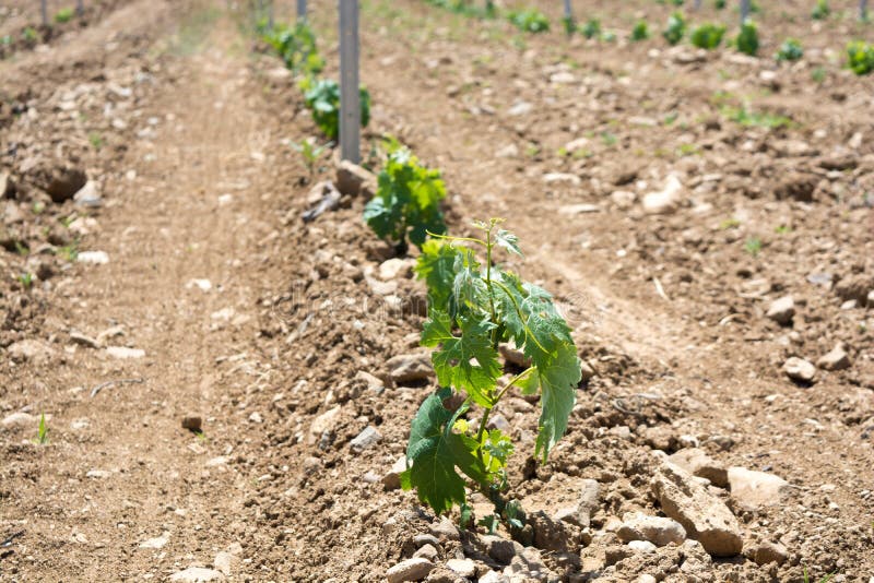 Seedlings in Wine Crates stock image. Image of urban, vegetable - 8411397