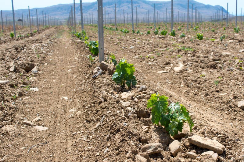 Grape seedlings stock image. Image of grapes, growth - 188214197