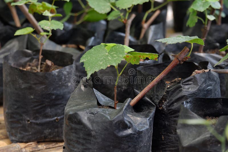 Grape Seedlings in Polybags Stock Photo - Image of agricultural, fruit ...