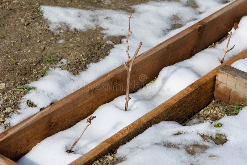 Grape Seedlings in a Wooden Hole, the First Spring Thaw and the Snow is ...