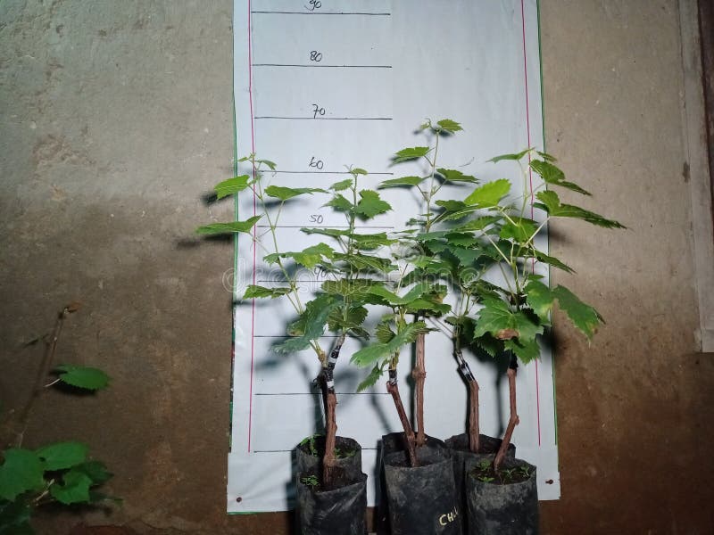 The grape seeds stock image. Image of garden, beautiful - 265680369