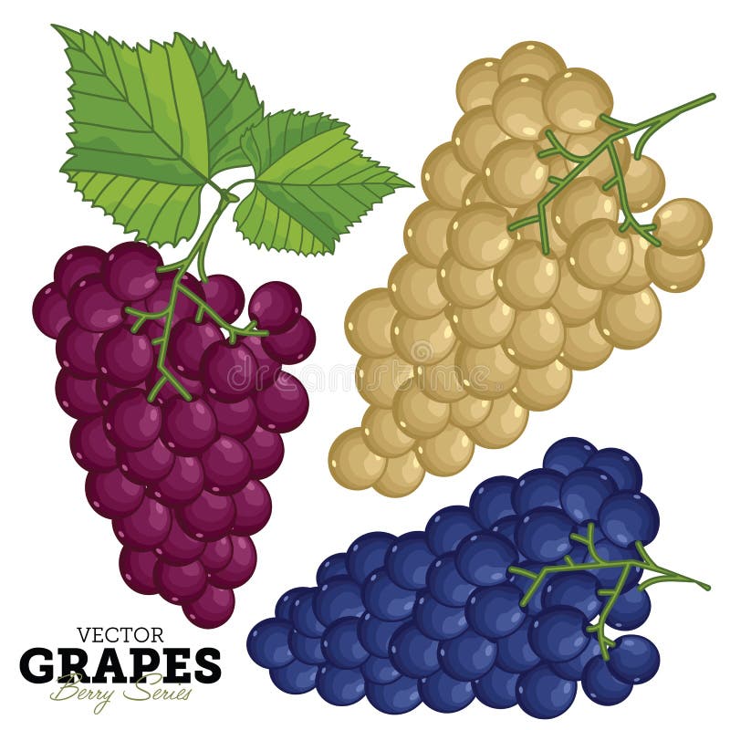 Grape Set, Vector. stock vector. Illustration of vector - 64966561