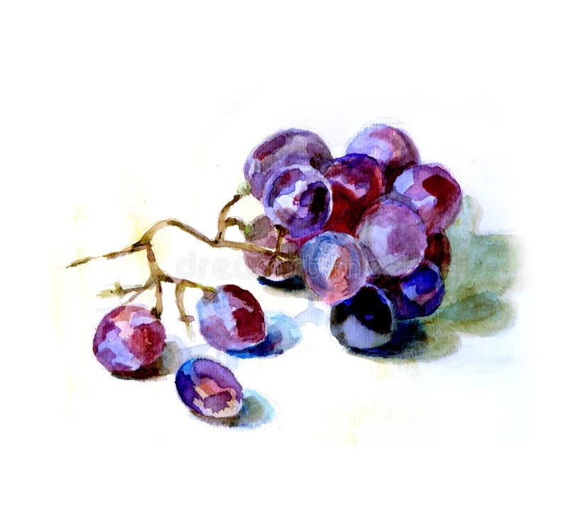 Grape sketch stock illustration. Illustration of element - 67387671