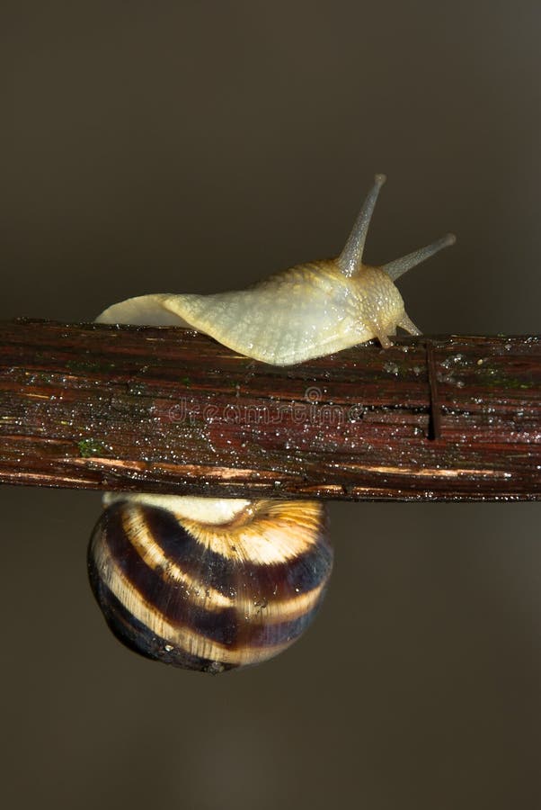Grape Snail stock image. Image of soft, gourmet, mollusk - 16823713