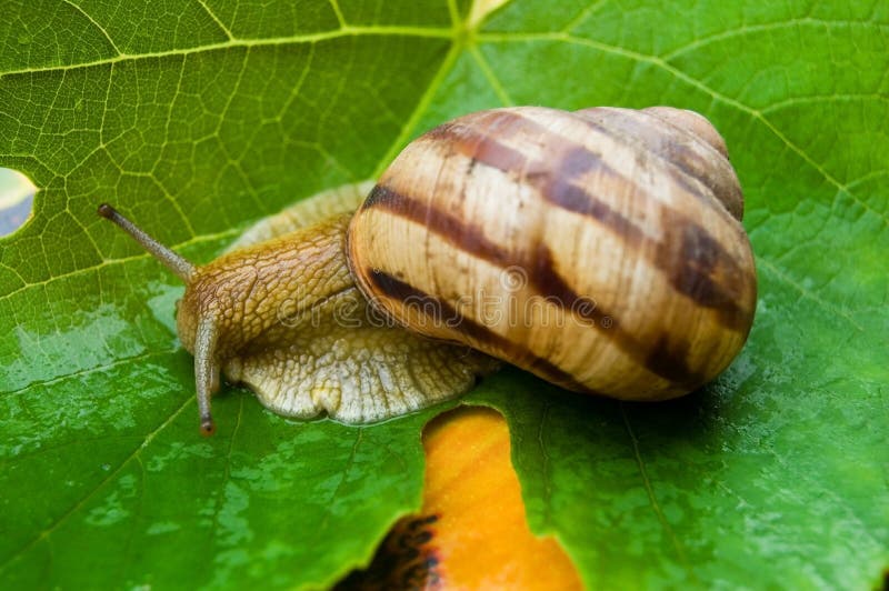 Grape snail stock photo. Image of water, moisture, verdure - 19859174
