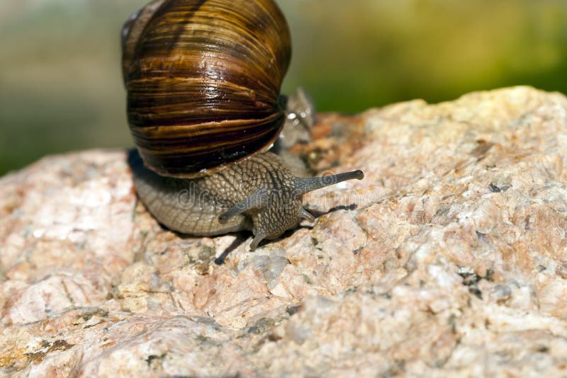 Grape Snail Crawling on Its Territory Stock Photo - Image of spring ...