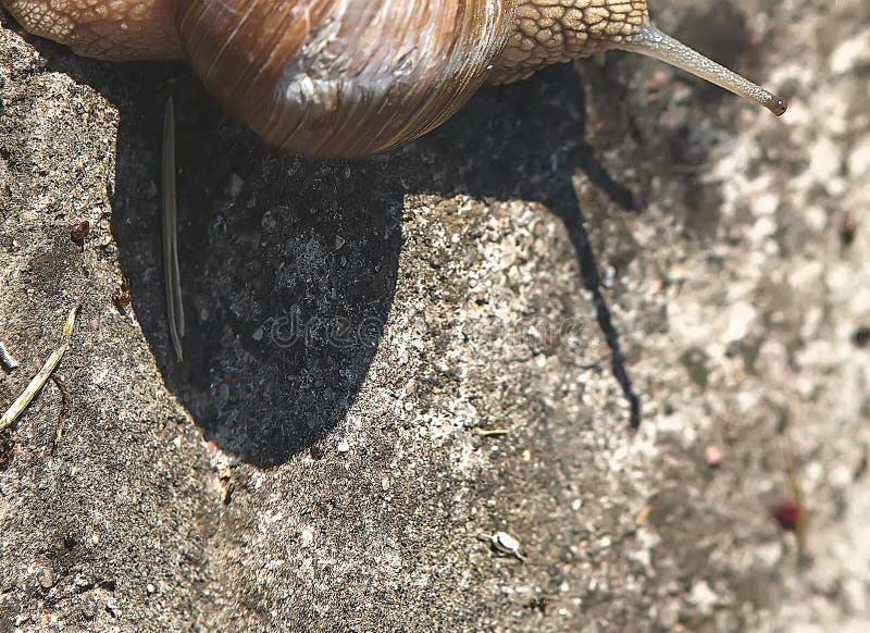 Grape Snail Crawls on the Ground in the Grass Stock Image - Image of ...