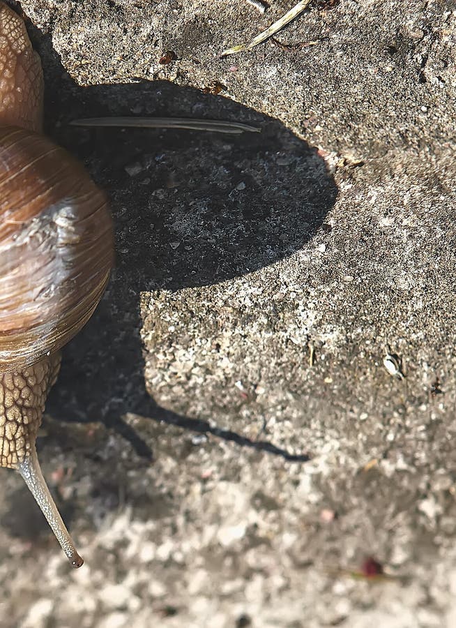 Grape Snail Crawls on the Ground in the Grass Stock Image - Image of ...
