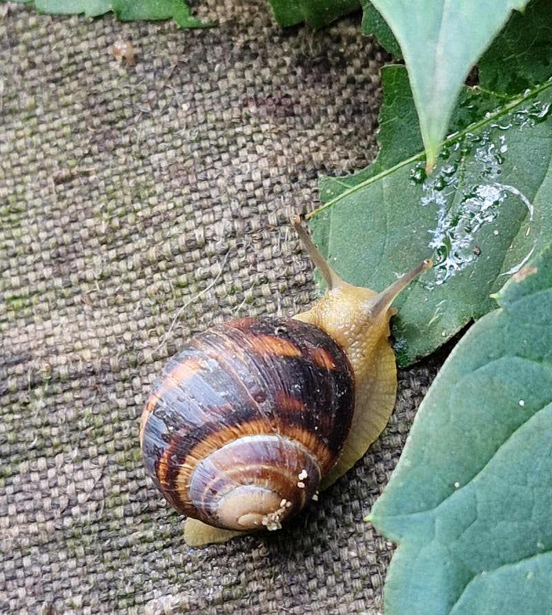 Grape Snail Crawls on the Ground after the Rain Stock Image - Image of ...
