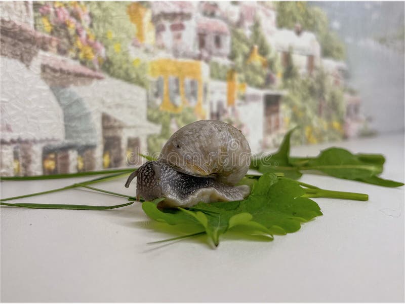 A Snail Crawls on the Grass on a Table in the House Stock Photo - Image ...