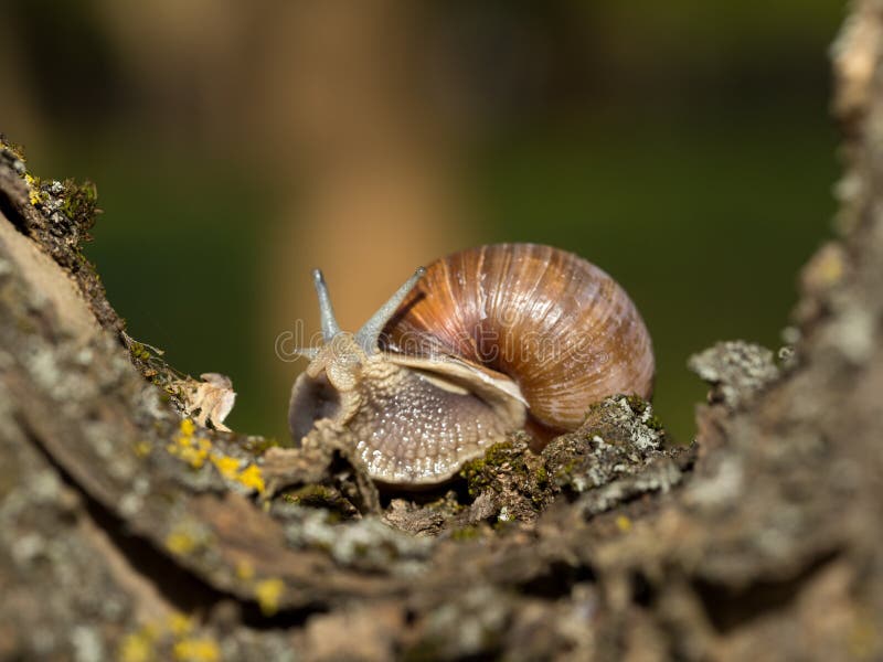 Grape snail early morning stock photo. Image of ecology - 182974836