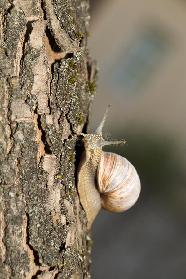 Grape snail early morning stock image. Image of helix - 185046729