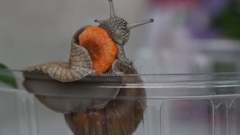 A Grape Snail Eats a Carrot. Close-up Shot Stock Video - Video of ...
