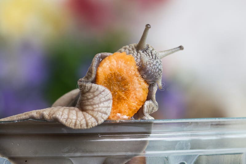 A Grape Snail Eats a Carrot. Close-up Shot Stock Image - Image of food ...