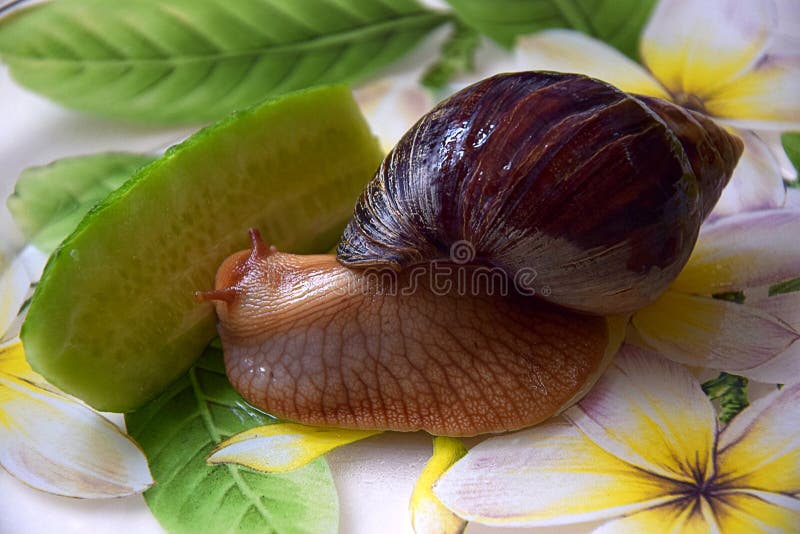Grape Snail Eats a Fresh Cucumber Stock Photo - Image of sink ...