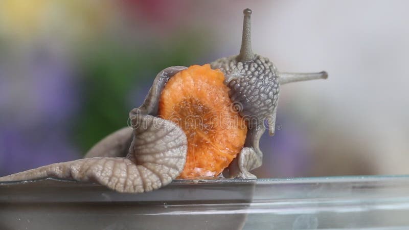 A Grape Snail Eats a Piece of Carrot. Sits on a Plastic Container. the ...