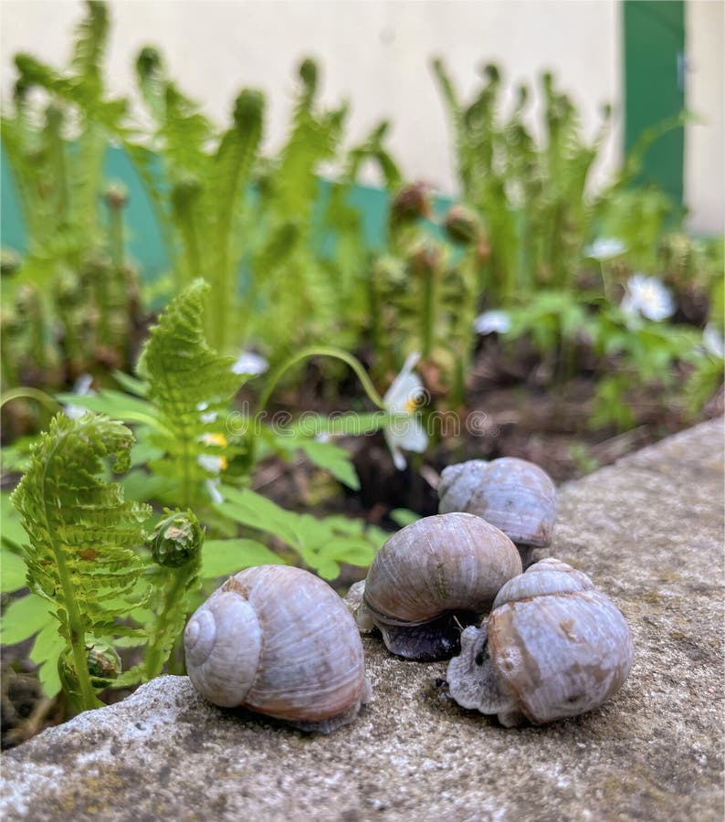 Grape Snail in the Garden in Spring Stock Photo - Image of animal ...
