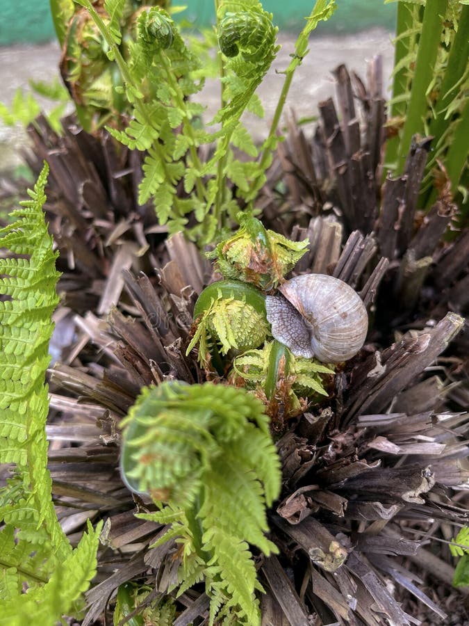 Grape Snail in the Garden in Spring Stock Image - Image of snail ...