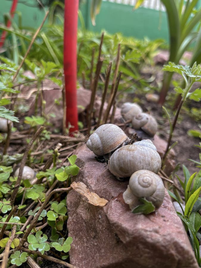Grape Snail in the Garden in Spring Stock Image - Image of house, shell ...