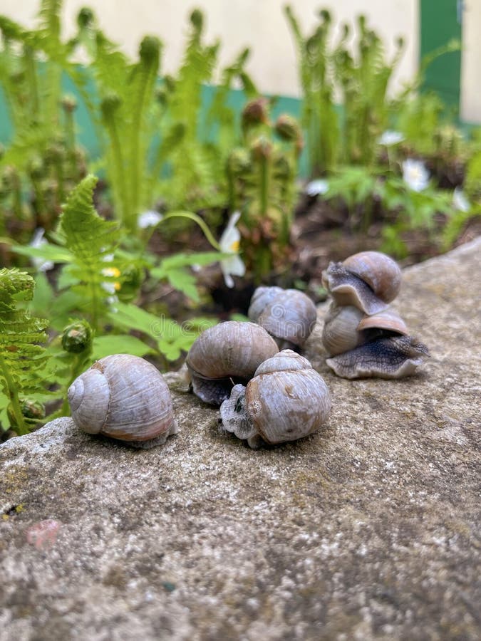Grape Snail in the Garden in Spring Stock Photo - Image of house, macro ...
