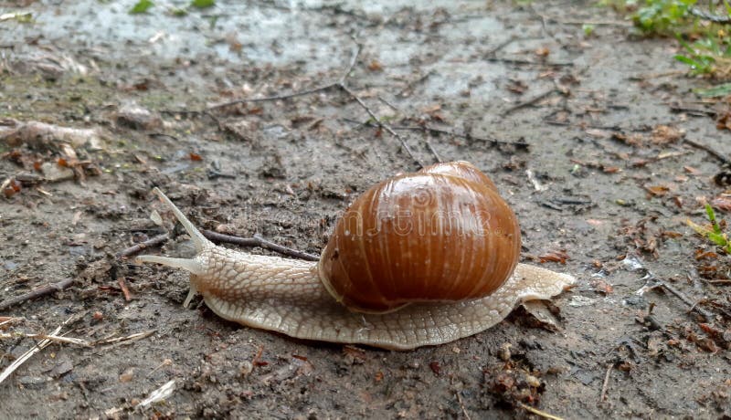 SNAIL on GrOUND stock photo. Image of invertebrate, daylight - 79650488