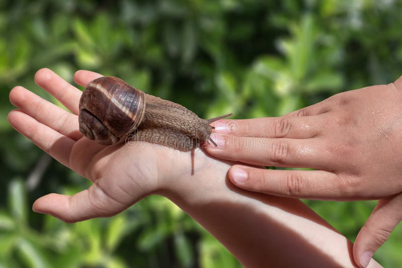 Grape Snail on Human Hands with Blury Green Grass Background Stock ...