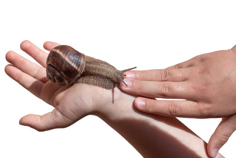 Grape Snail on Human Hands with Blury Green Grass Background Stock ...