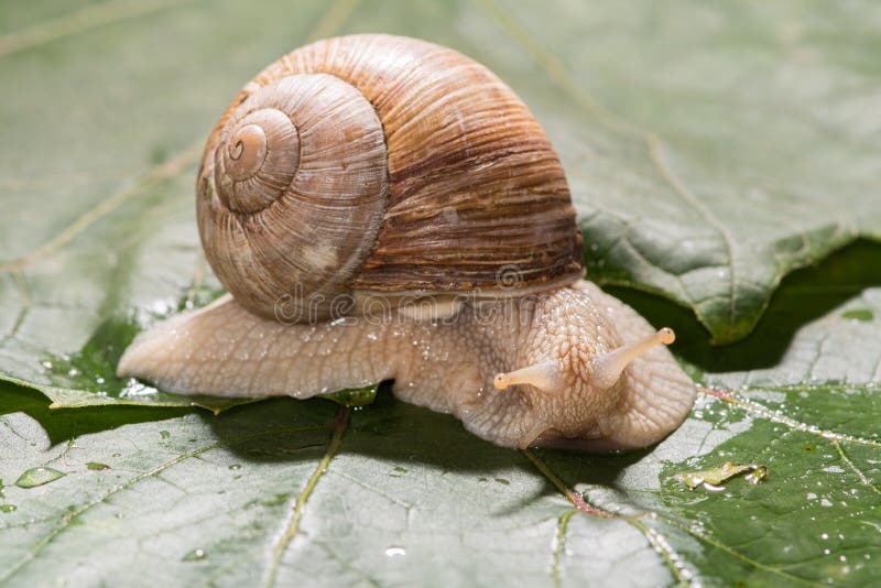 Grape Snail on a Grape Leaf Stock Photo - Image of nature, green: 266203340