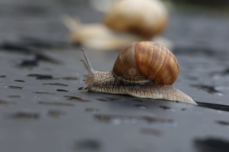 Free Animals (Wildlife) pictures, photos & images - Royalty-Free and ...