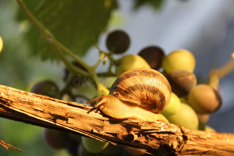 Grape snail sunshine. stock image. Image of home, mollusk - 111408553