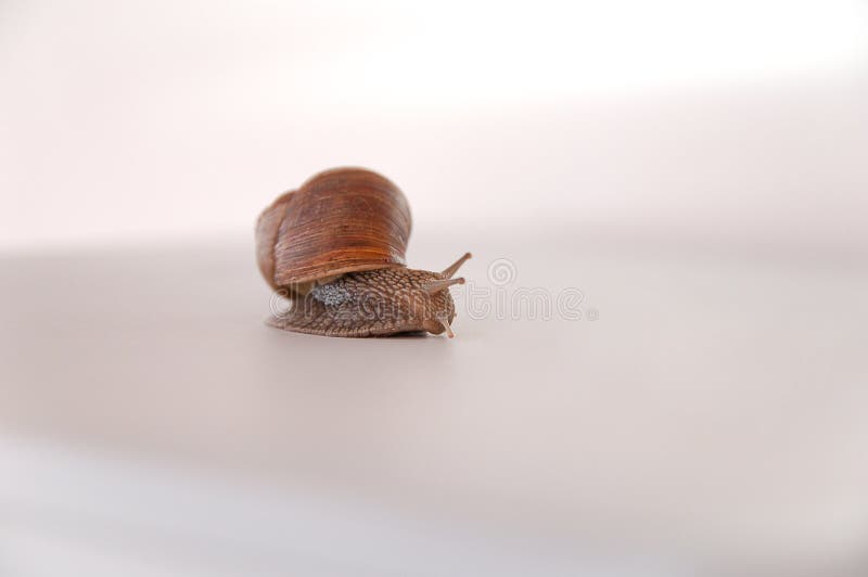 Grape Snail on a White Background Stock Image - Image of texture, tasty ...