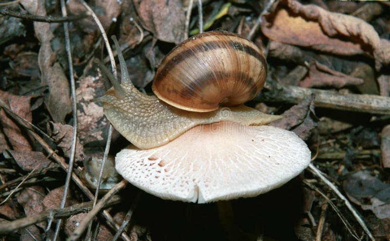 Grape snails stock image. Image of wildlife, green, shell - 88695911