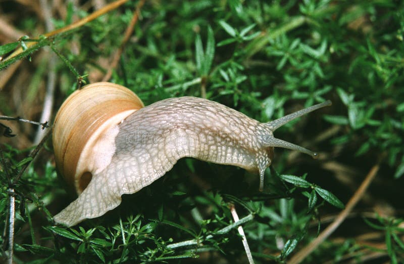 Grape snails stock image. Image of closeup, snails, brown - 88695961