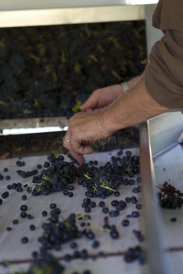 Grape Sorting stock image. Image of sort, grapes, berries - 31215785