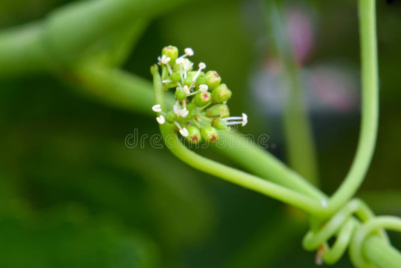 Grape Sprout, Soon To Be Grapes Stock Photo - Image of botanical ...