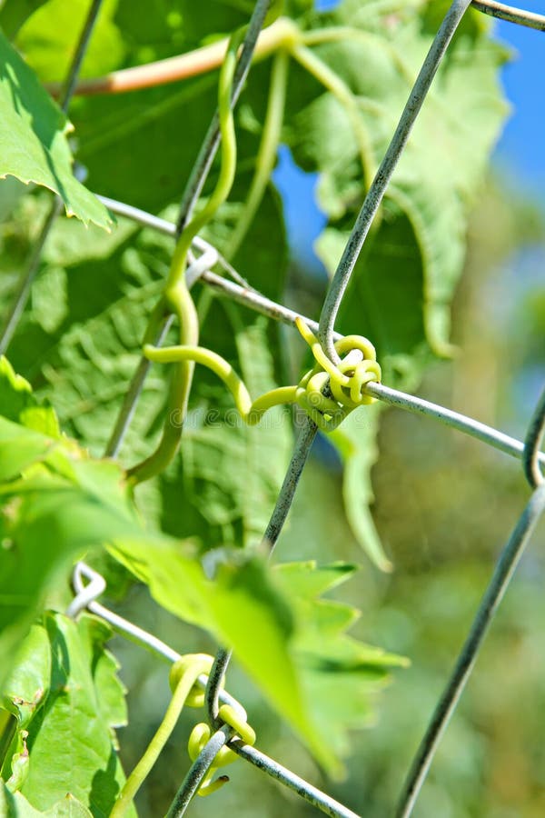 Grape sprout stock image. Image of plant, grape, growing - 31432467