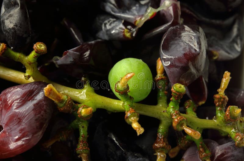 Grape Stalk with Green Kernel and Skin Remnants Stock Photo - Image of ...