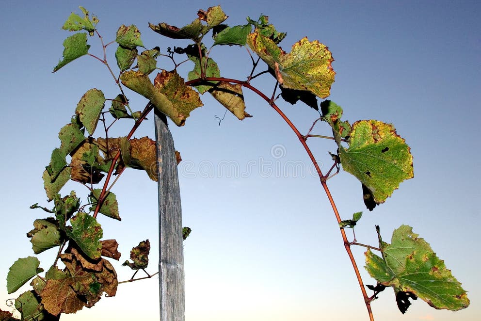 Grape stalks stock image. Image of harvest, growing, ripen - 21076877