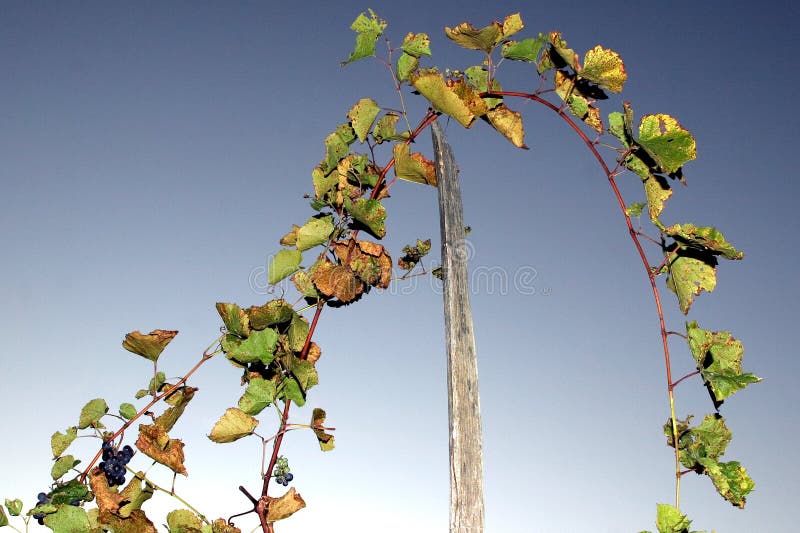 Grape stalks with sky stock photo. Image of grow, grapevine - 21076864