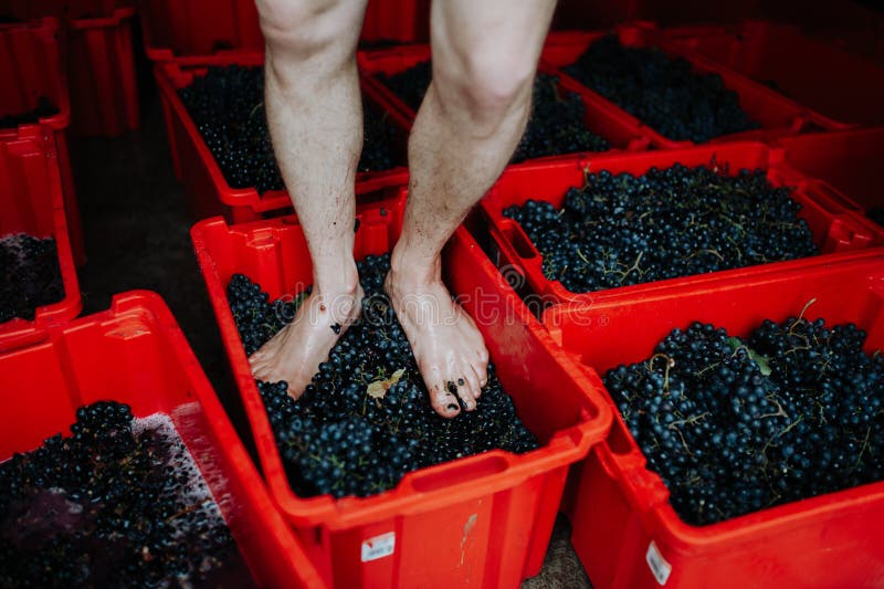 Grape Stomping. Close Up on Crushing Grapes with Feet. Stock Image ...