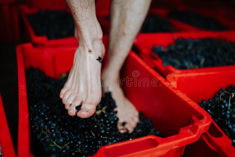 Feet Grape Crushing Stock Photos - Free & Royalty-Free Stock Photos ...